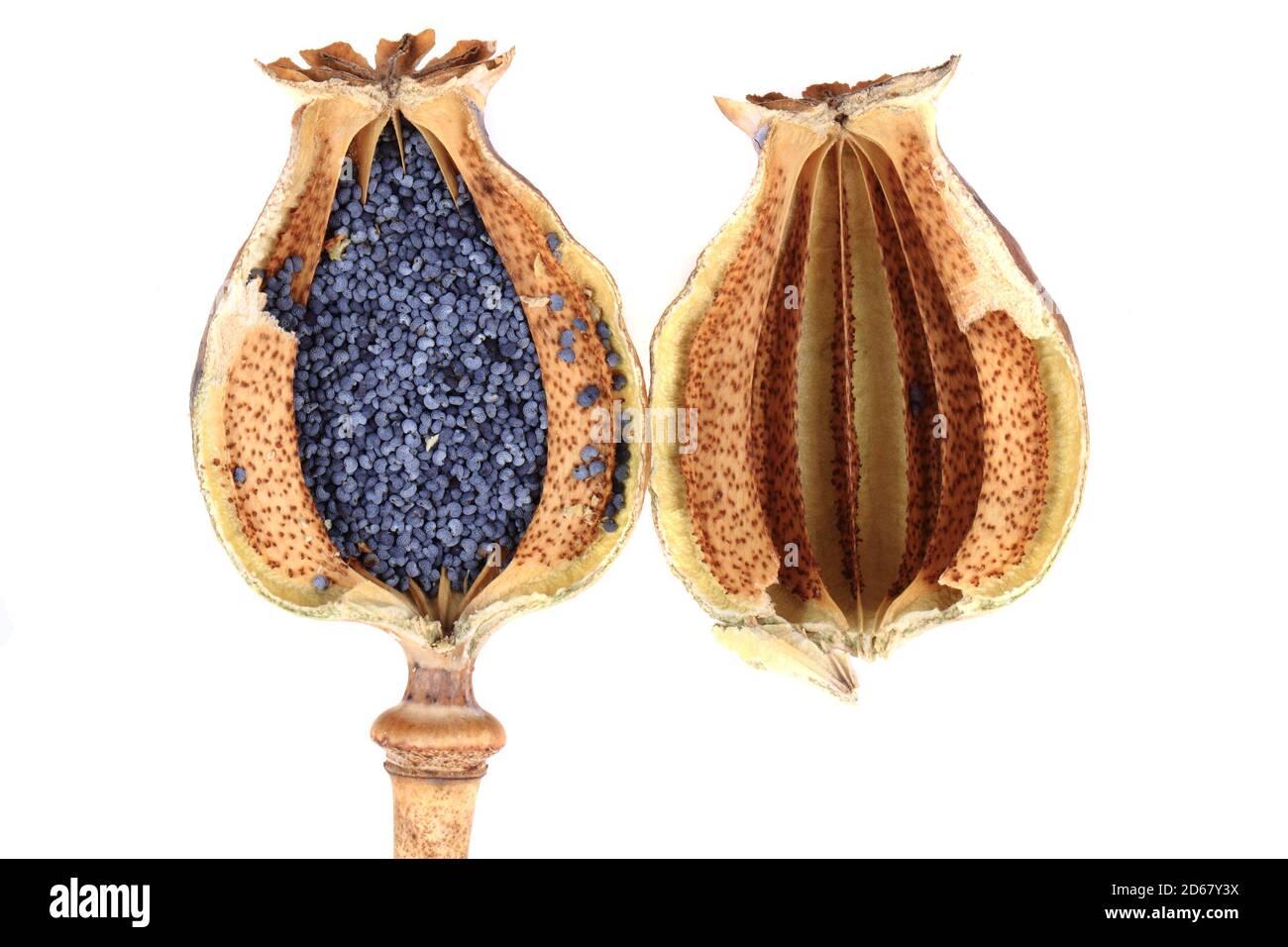 poppy seeds isolated on the white background Stock Photo - Alamy