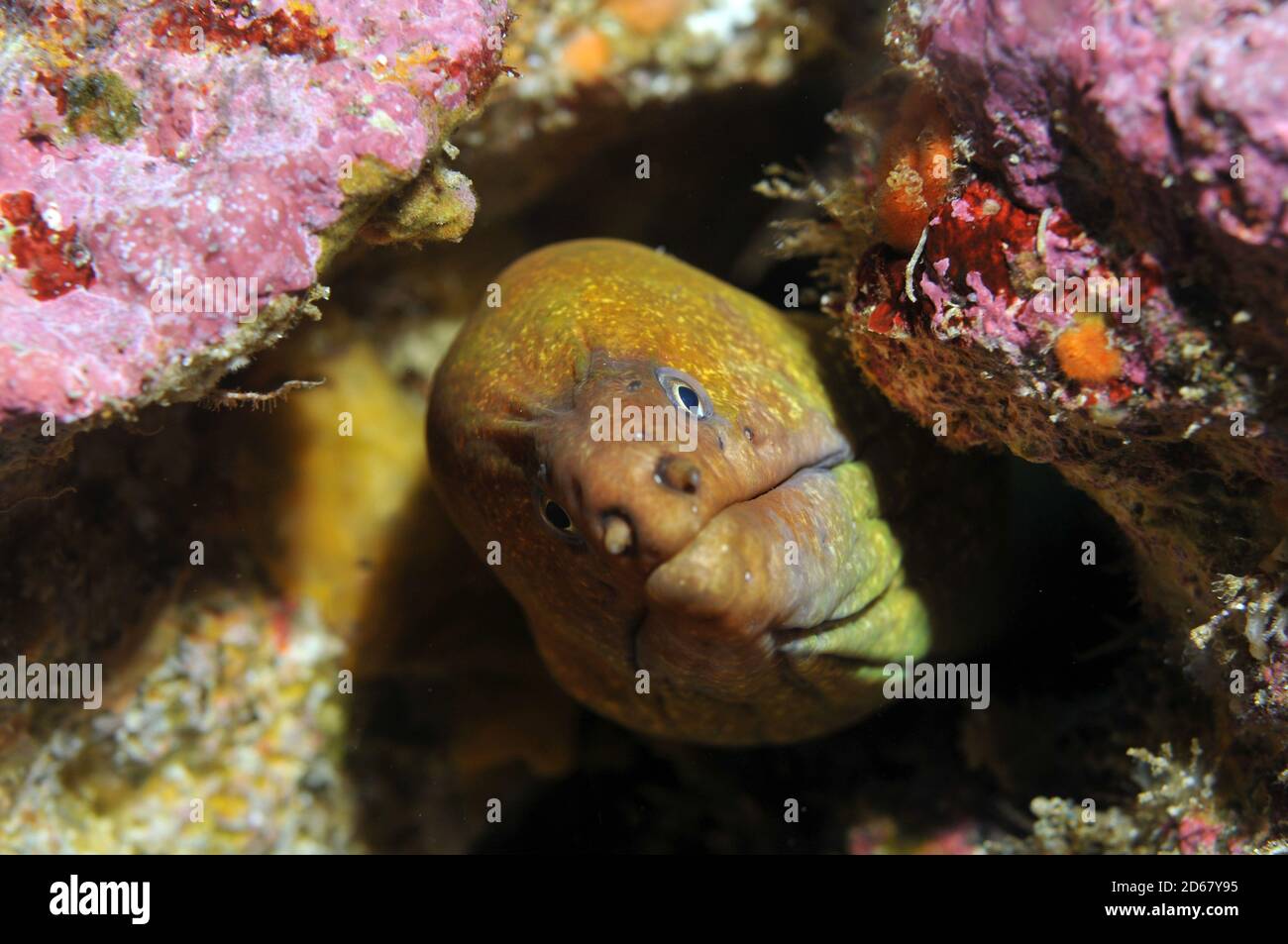Yellow moray, Gymnothorax prasinus, Poor Knights Islands Nature Reserve ...