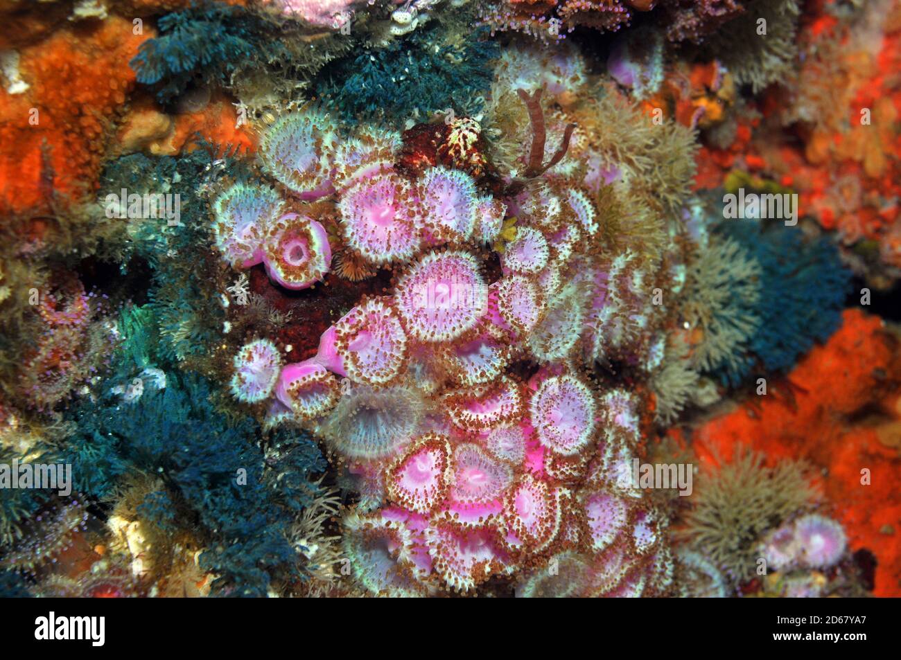 Anthozoans Jewel anemones, Corynactis viridis, Poor Knights Islands ...