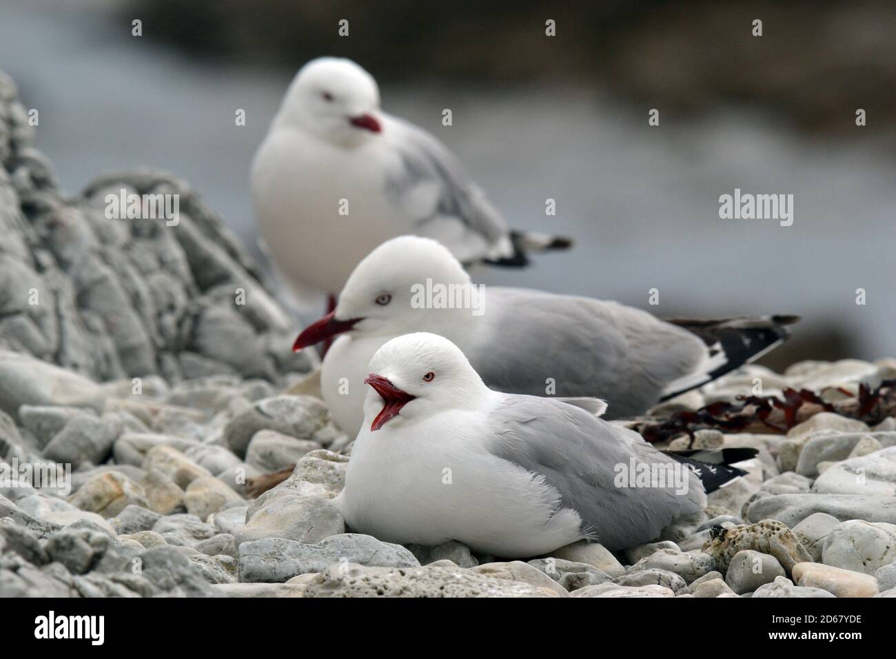Red-billed gulls, Larus novaehollandiae, native of New Zealand ...