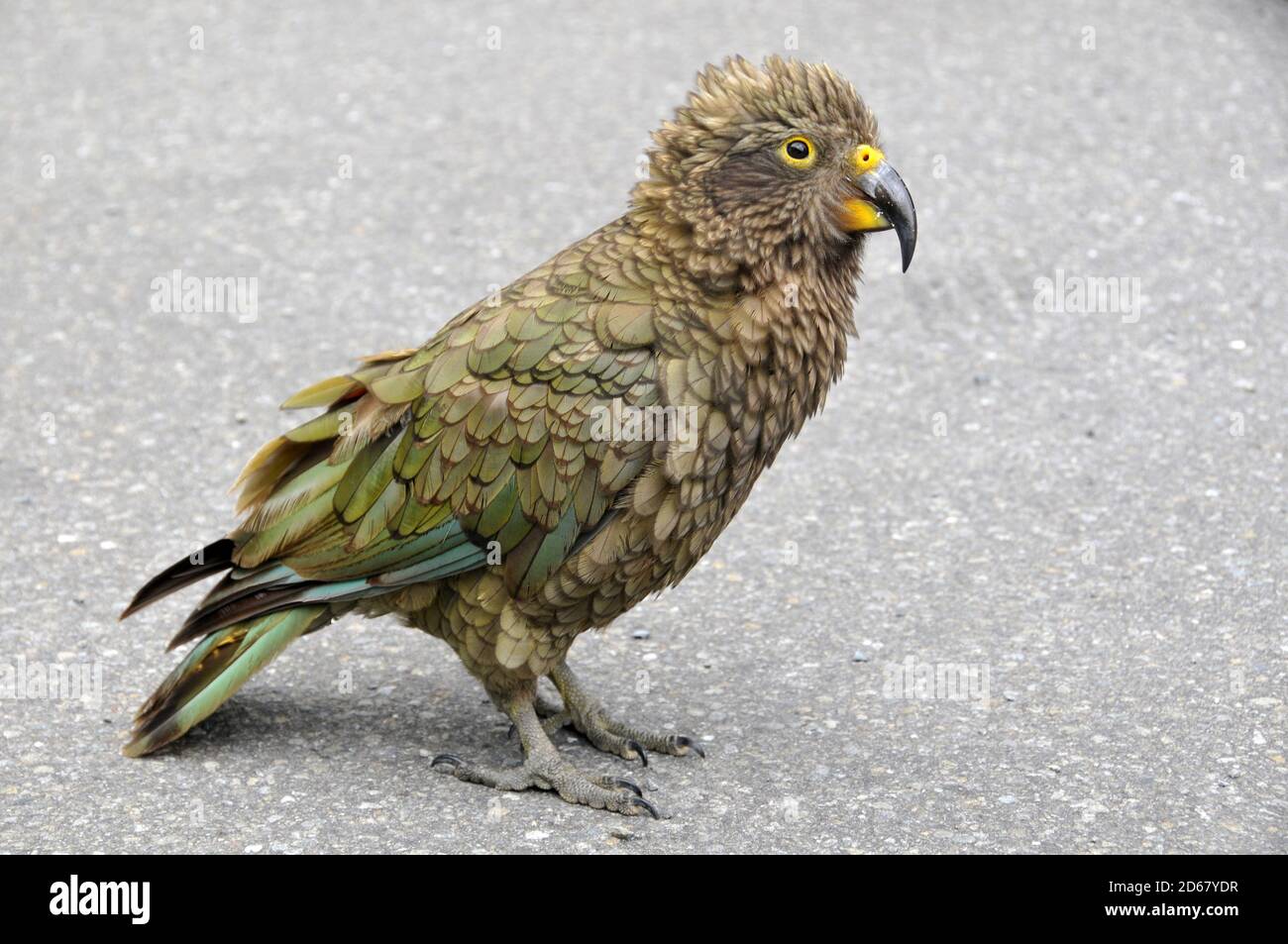 Kea bird, Nestor notabilis, only alpine parrot in the world and endemic ...