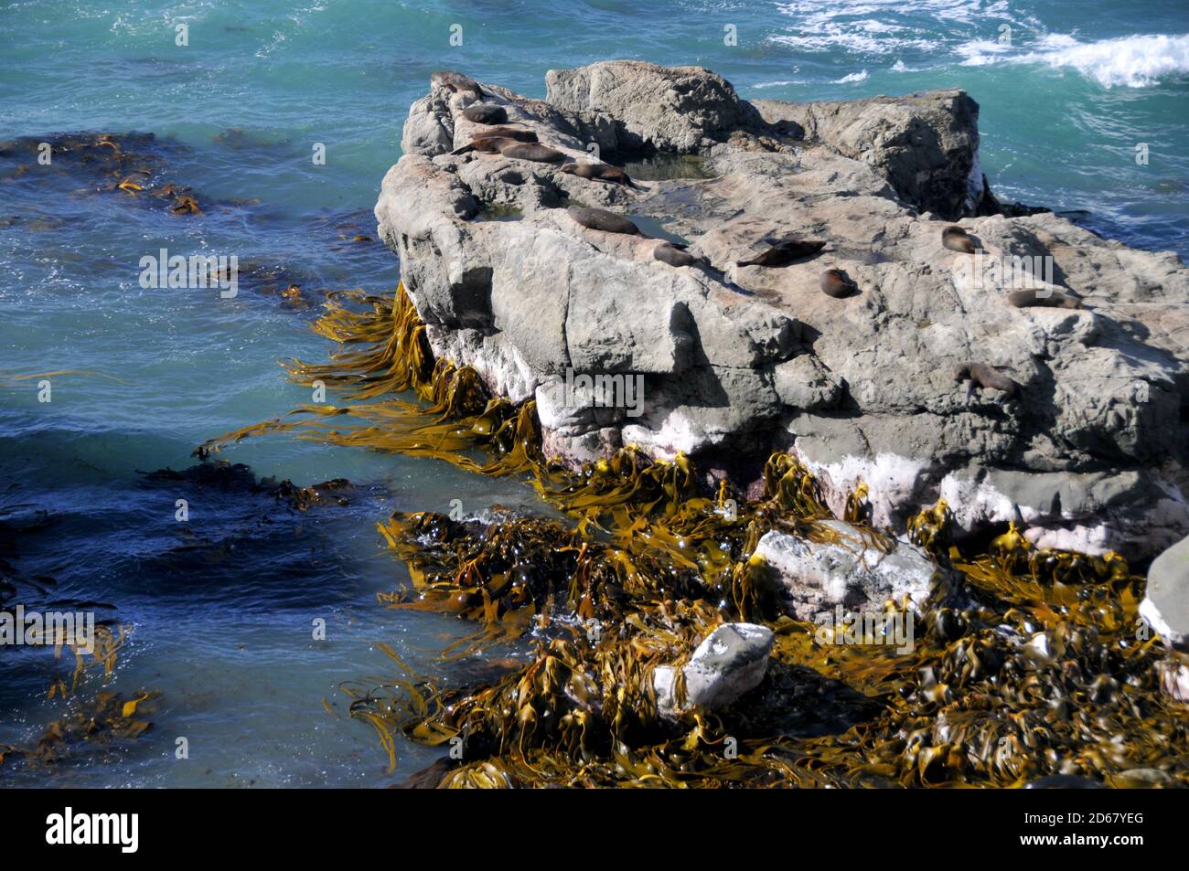 Bladder or giant kelp, Macrocystis pyrifera, Kaikoura, New Zealand ...