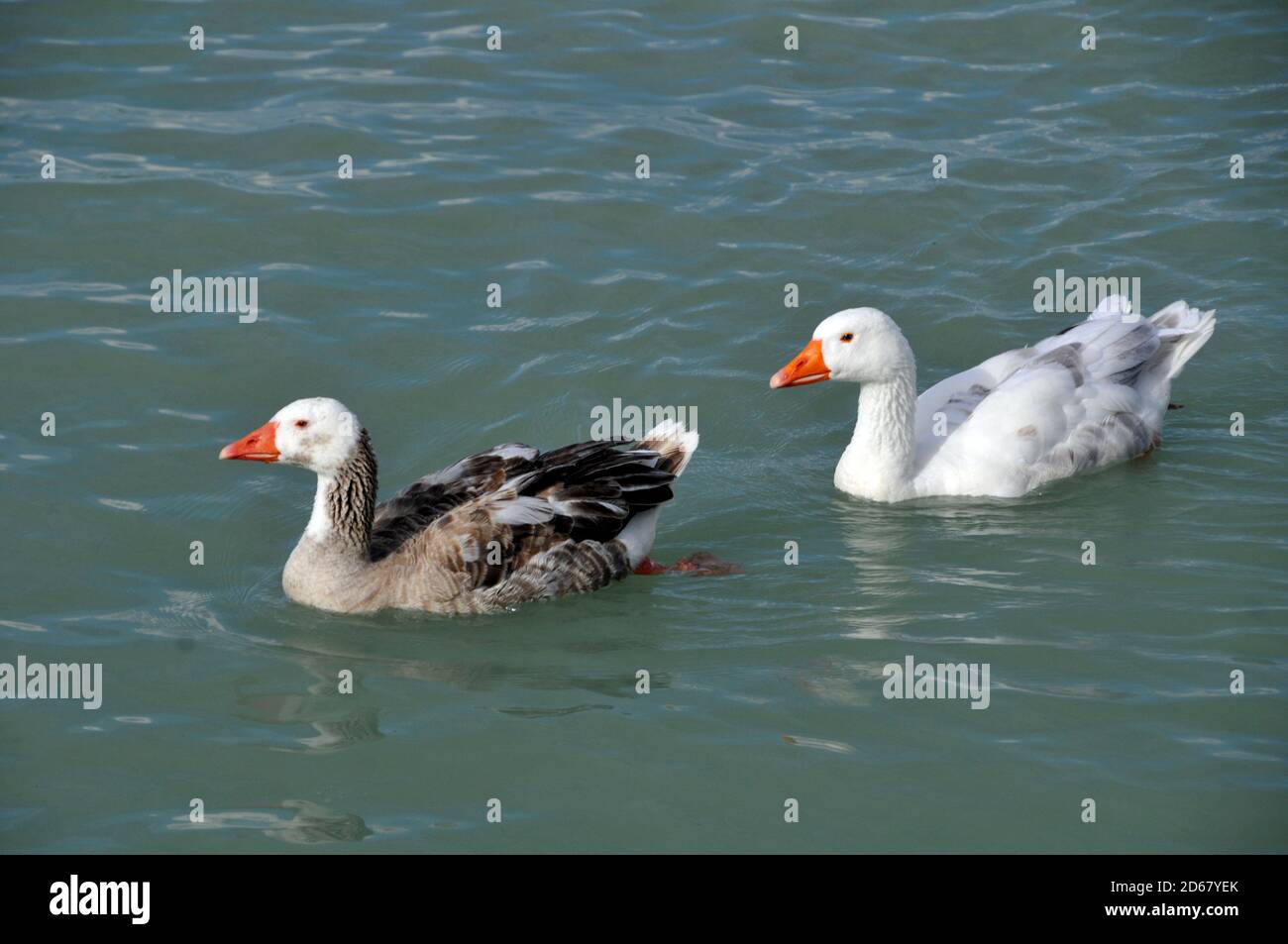 Domestic geese, Anser anser domesticus or Anser cygnoides, Lake Rotorua ...