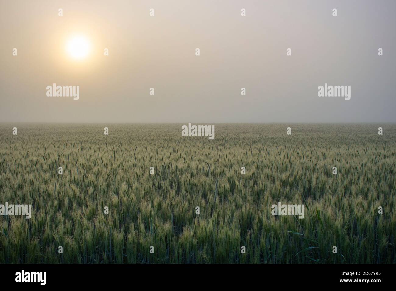Morning fog over a barley field. The sun breaking through the thick fog ...