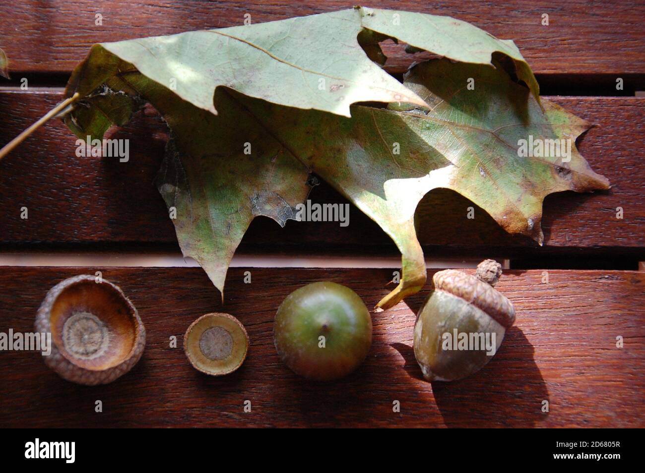 Fruits leave hi-res stock photography and images - Alamy