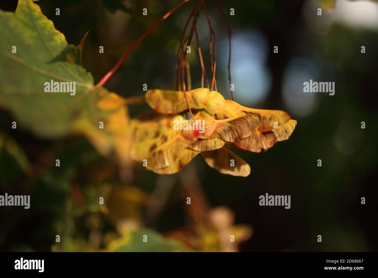 Samara botanical garden hi-res stock photography and images - Alamy