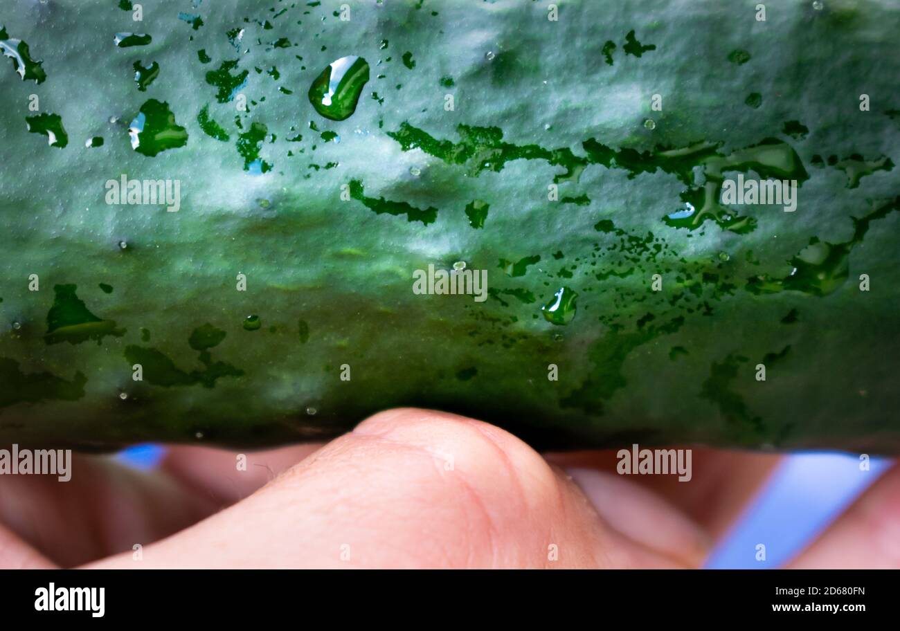 Freshly picked and washed cucumber held up by one hand Stock Photo - Alamy