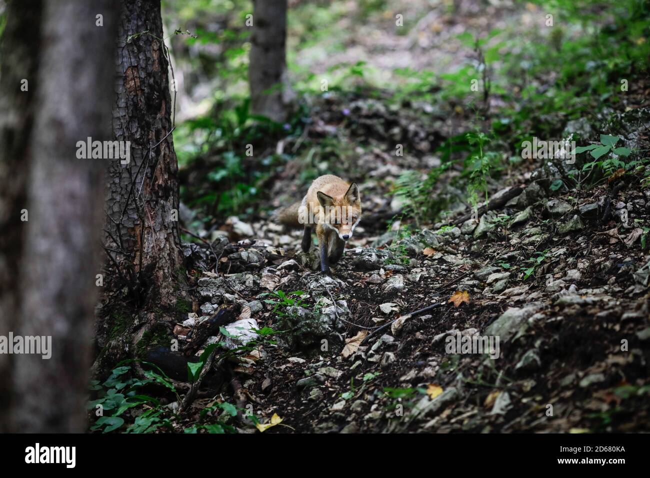 Red fox walking on forest hi-res stock photography and images - Alamy