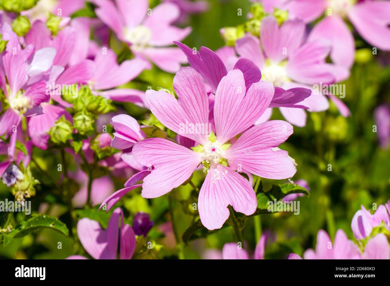 Pink wild mallow flowers in natural environment Stock Photo - Alamy