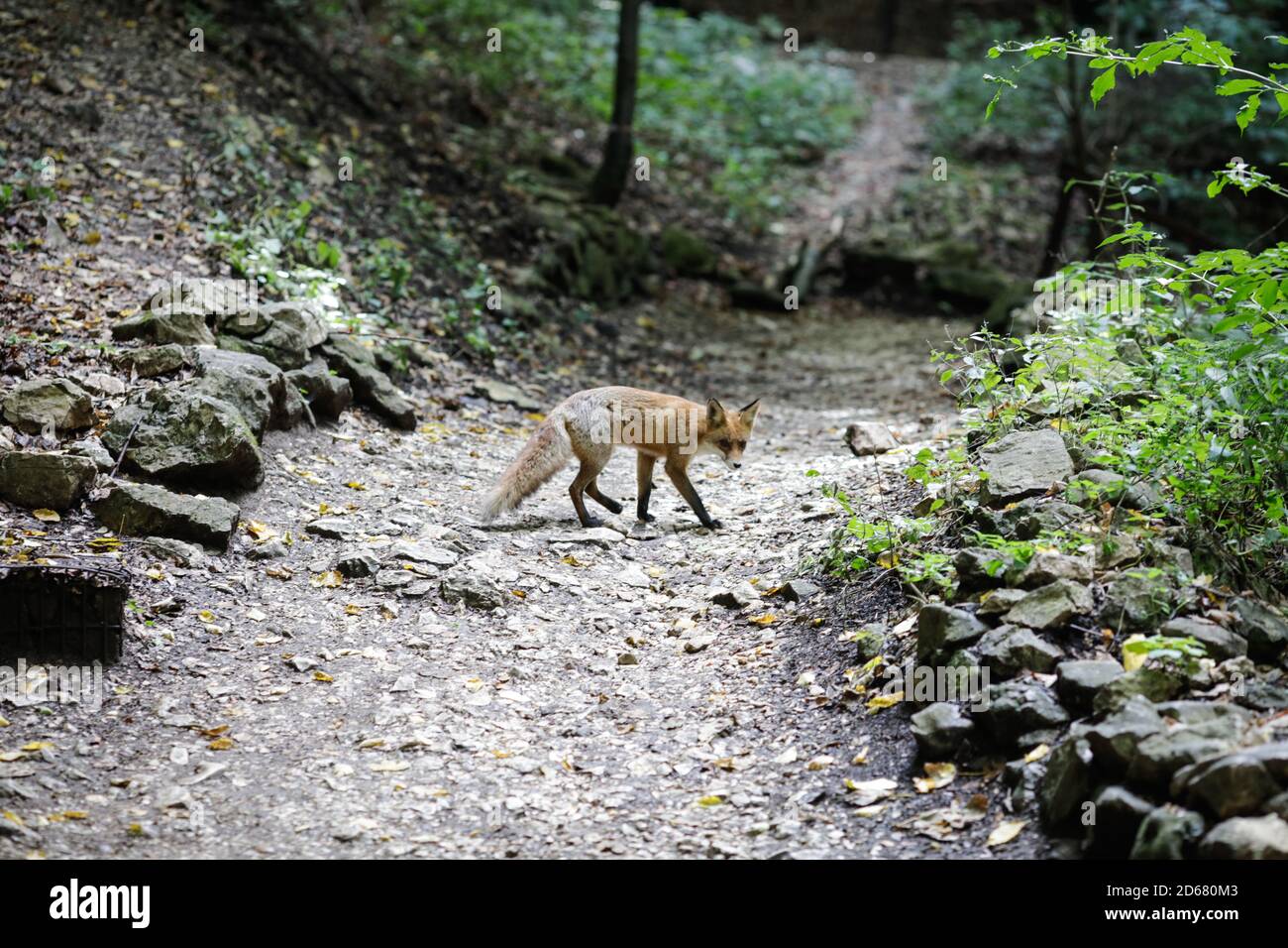 A red fox is walking close to hikers in a forest in Romania. Many foxes ...