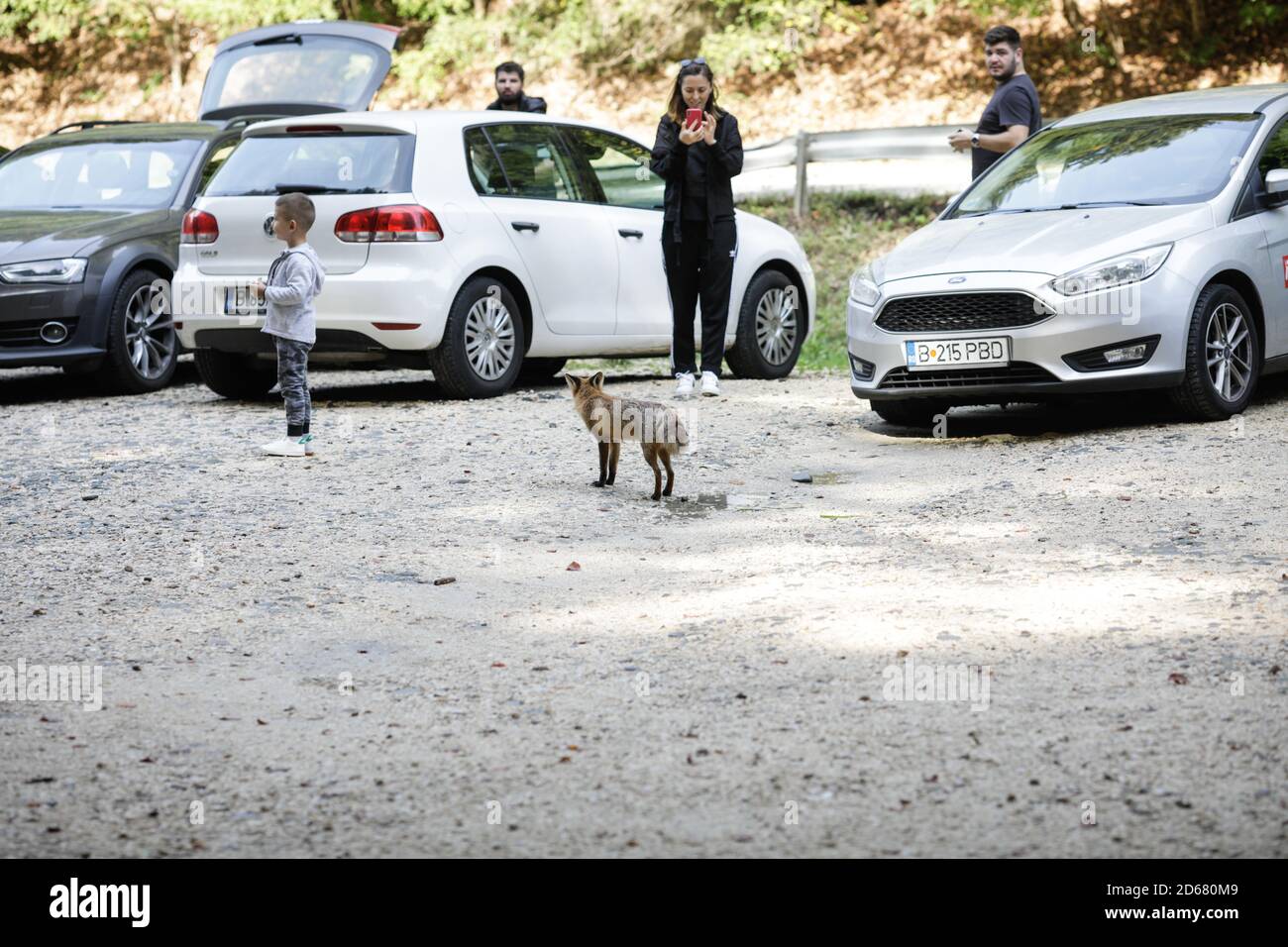 Domestication of animals hi-res stock photography and images - Alamy