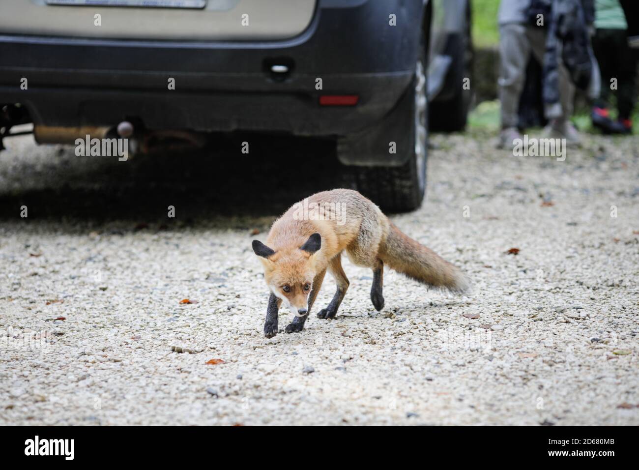 Domestication hi-res stock photography and images - Alamy