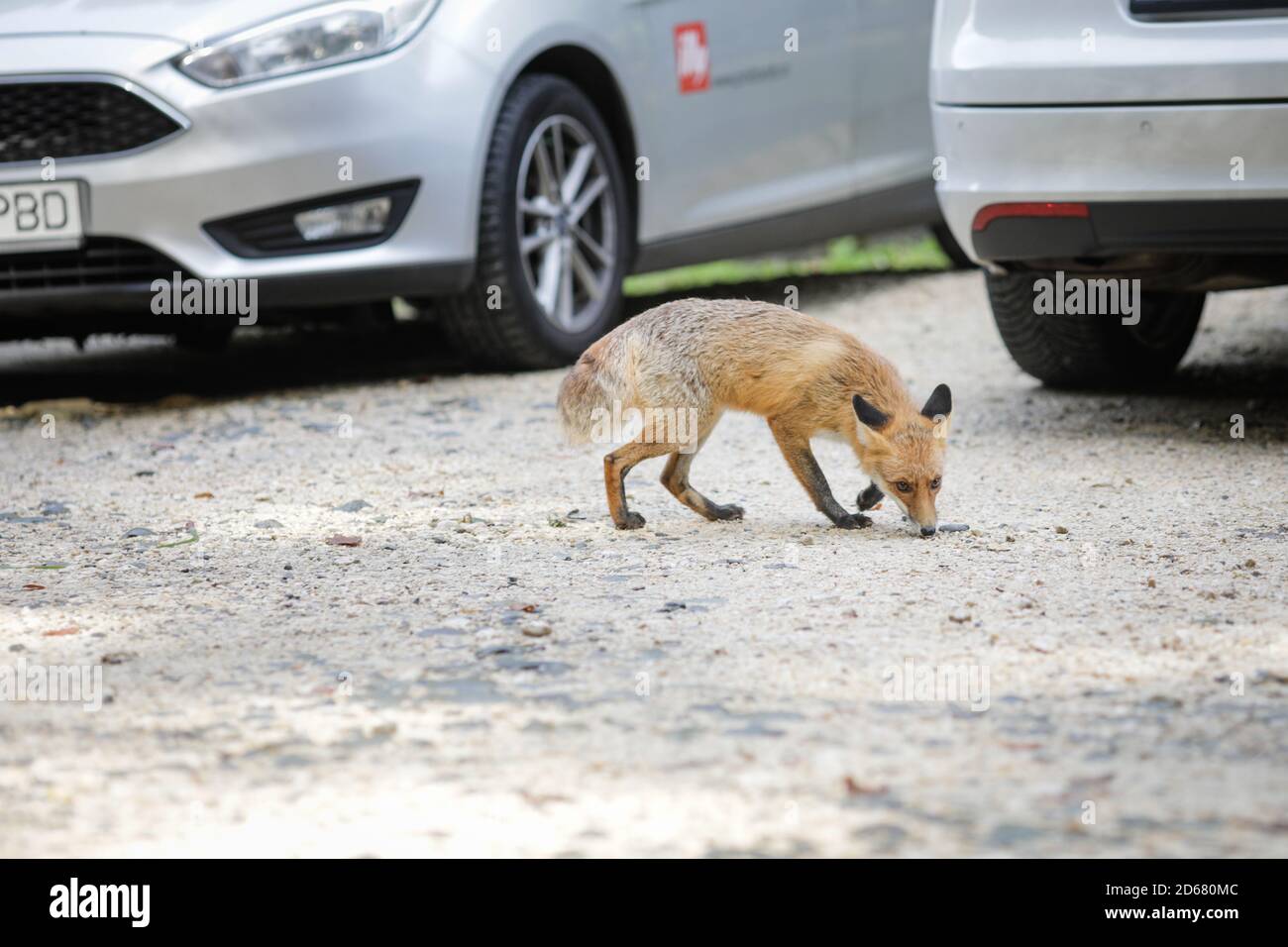 Domestication hi-res stock photography and images - Alamy