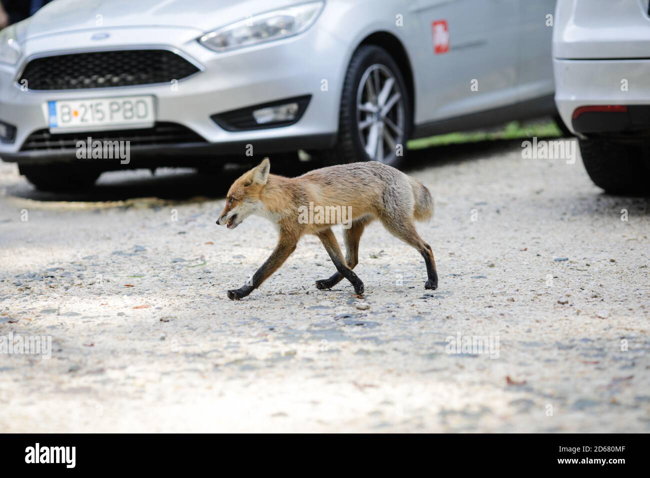 Domestication hi-res stock photography and images - Alamy