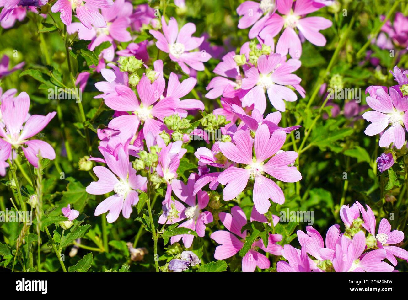 Pink wild mallow flowers in natural environment Stock Photo - Alamy