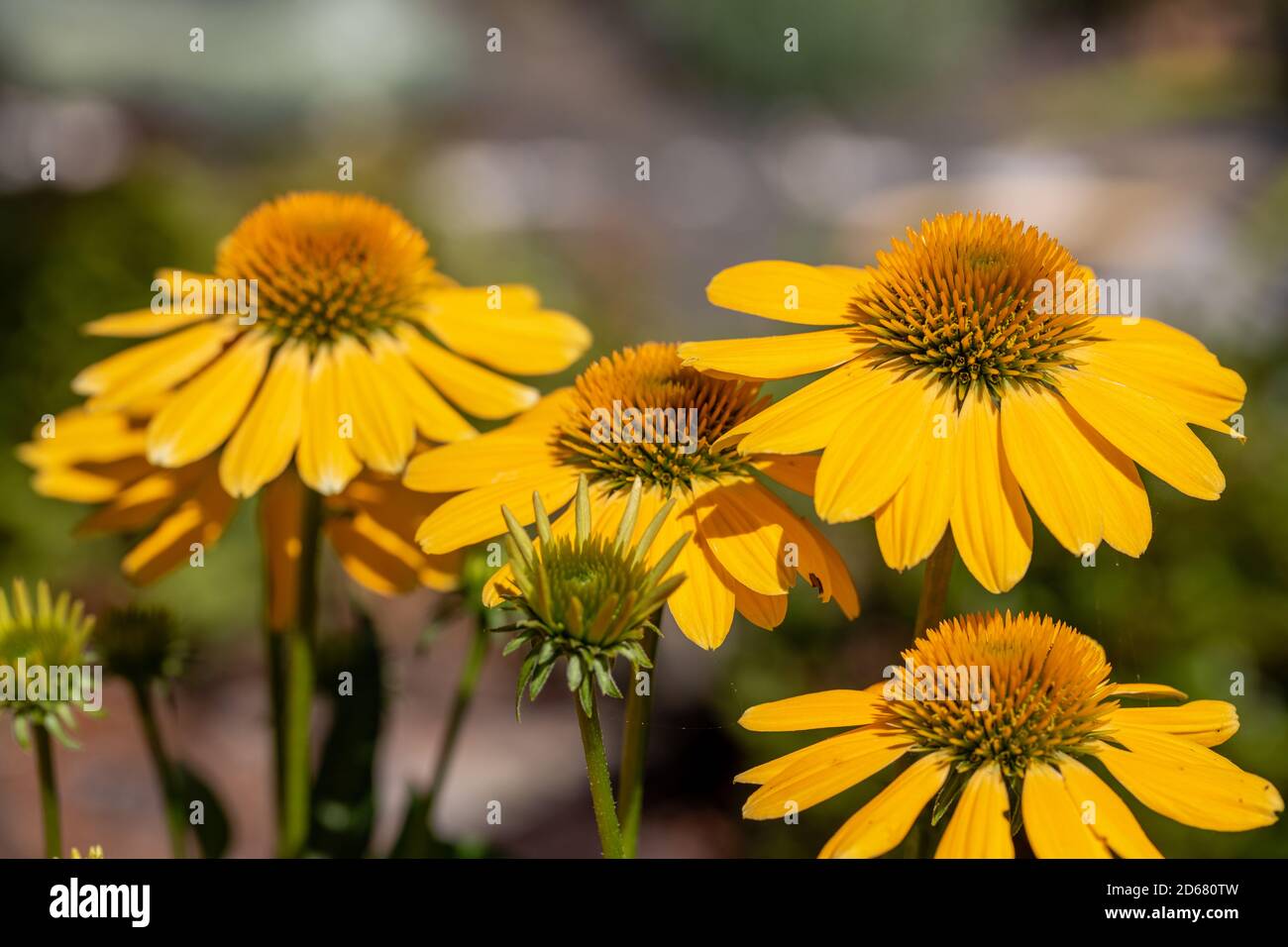 Flowers of Echinacea - an herb stimulating the immune system Stock ...