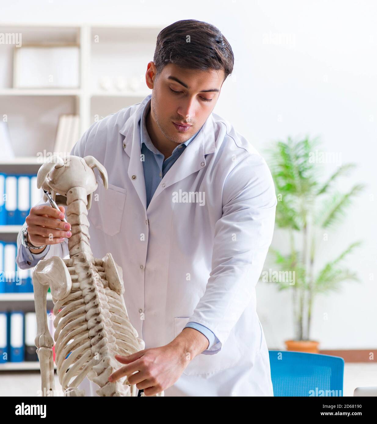 The doctor vet practicing on dog skeleton Stock Photo - Alamy