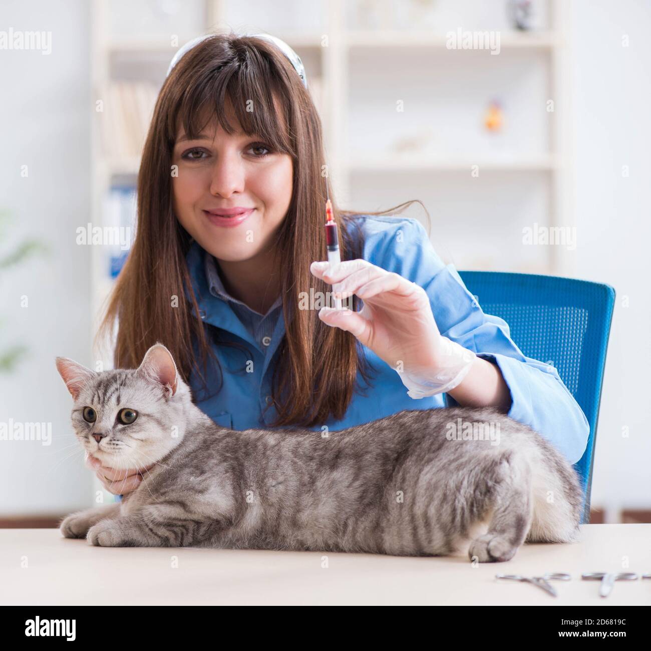 The cat being examining in vet clinic Stock Photo - Alamy