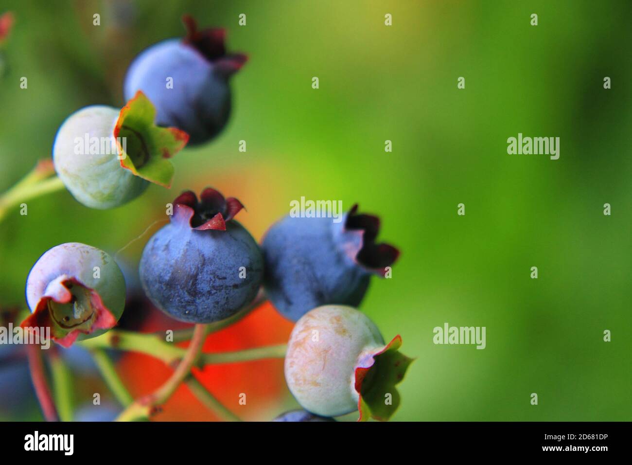 blueberries in the summer (detail of fruits Stock Photo - Alamy