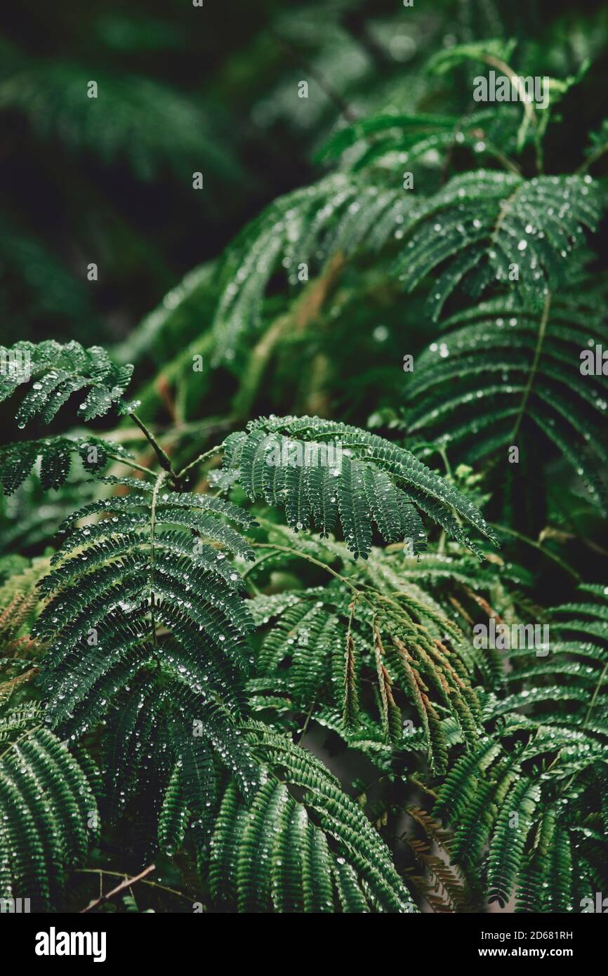 Acacia tree leaves hi-res stock photography and images - Alamy