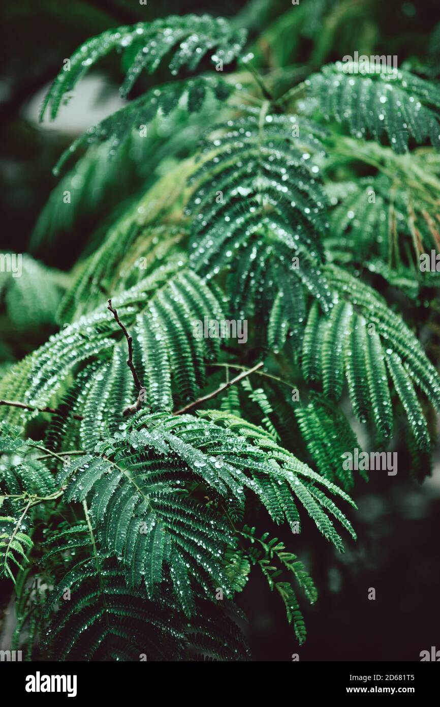 Acacia tree leaves hi-res stock photography and images - Alamy