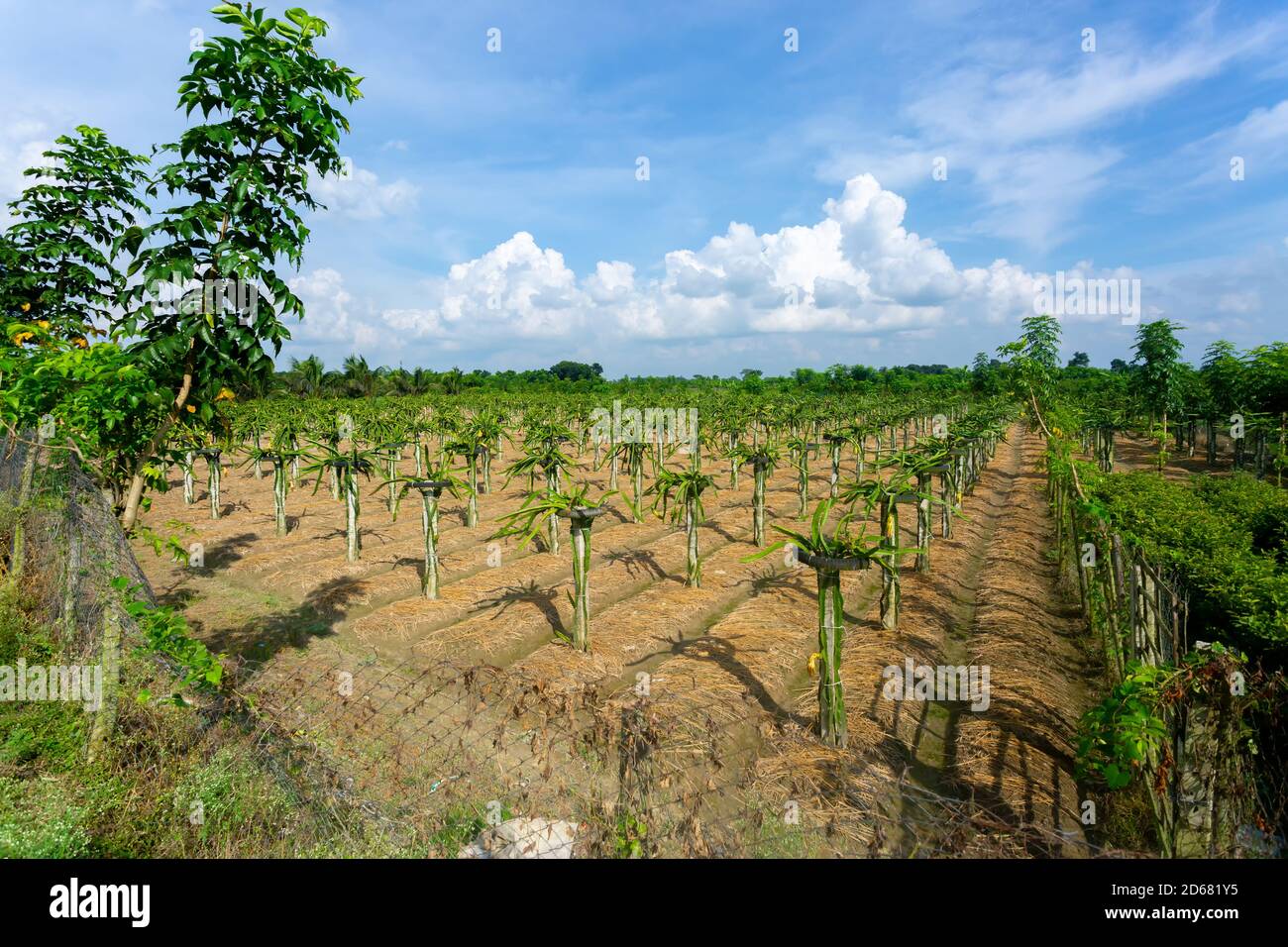 Beautiful alined dragon fruit land in on the blue sky background Stock ...