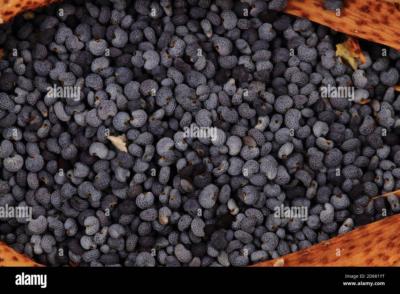 natural poppy seeds texture as nice natural background Stock Photo - Alamy