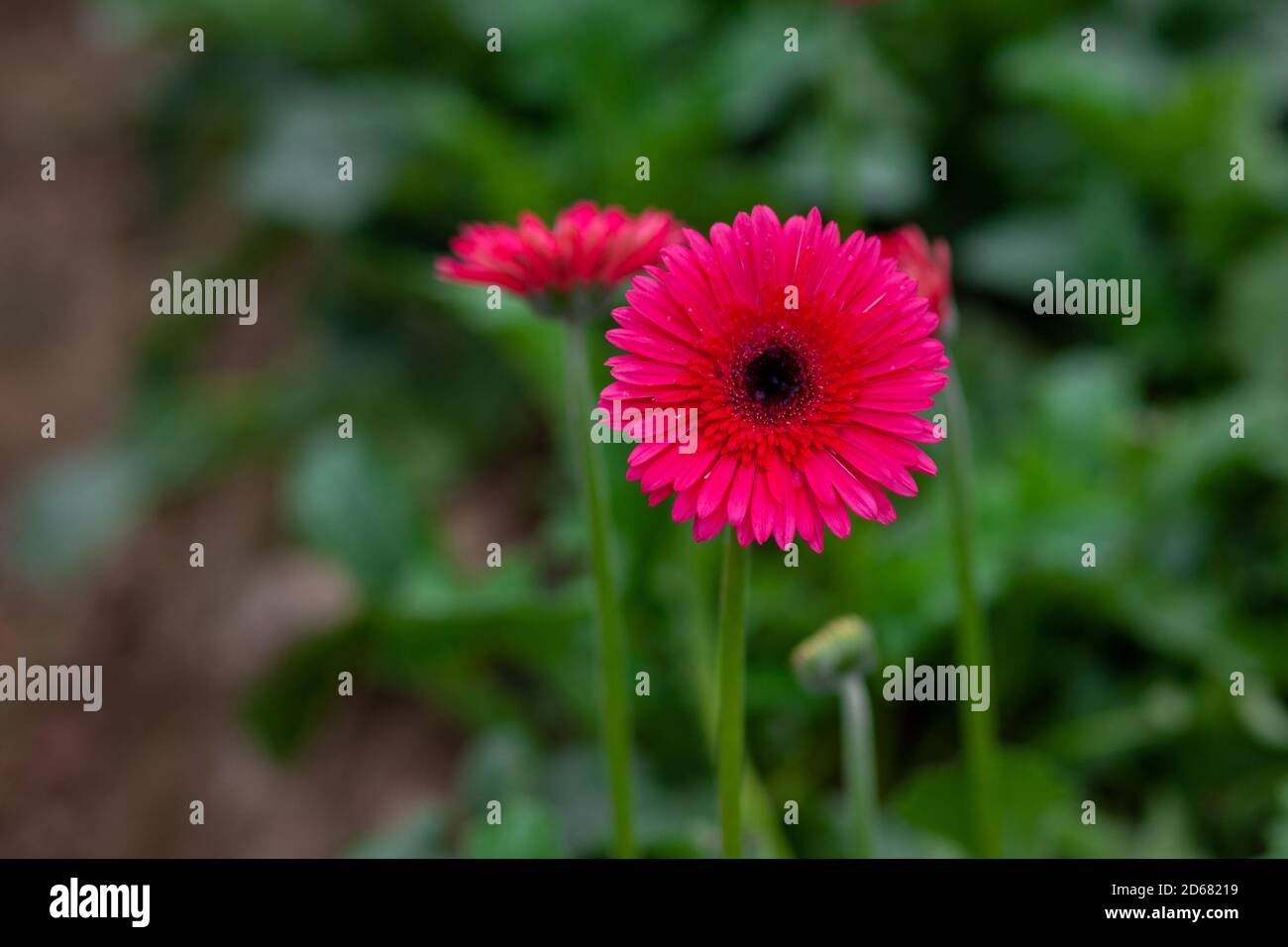 Magenta color gerbera flower on green nature background Stock Photo - Alamy