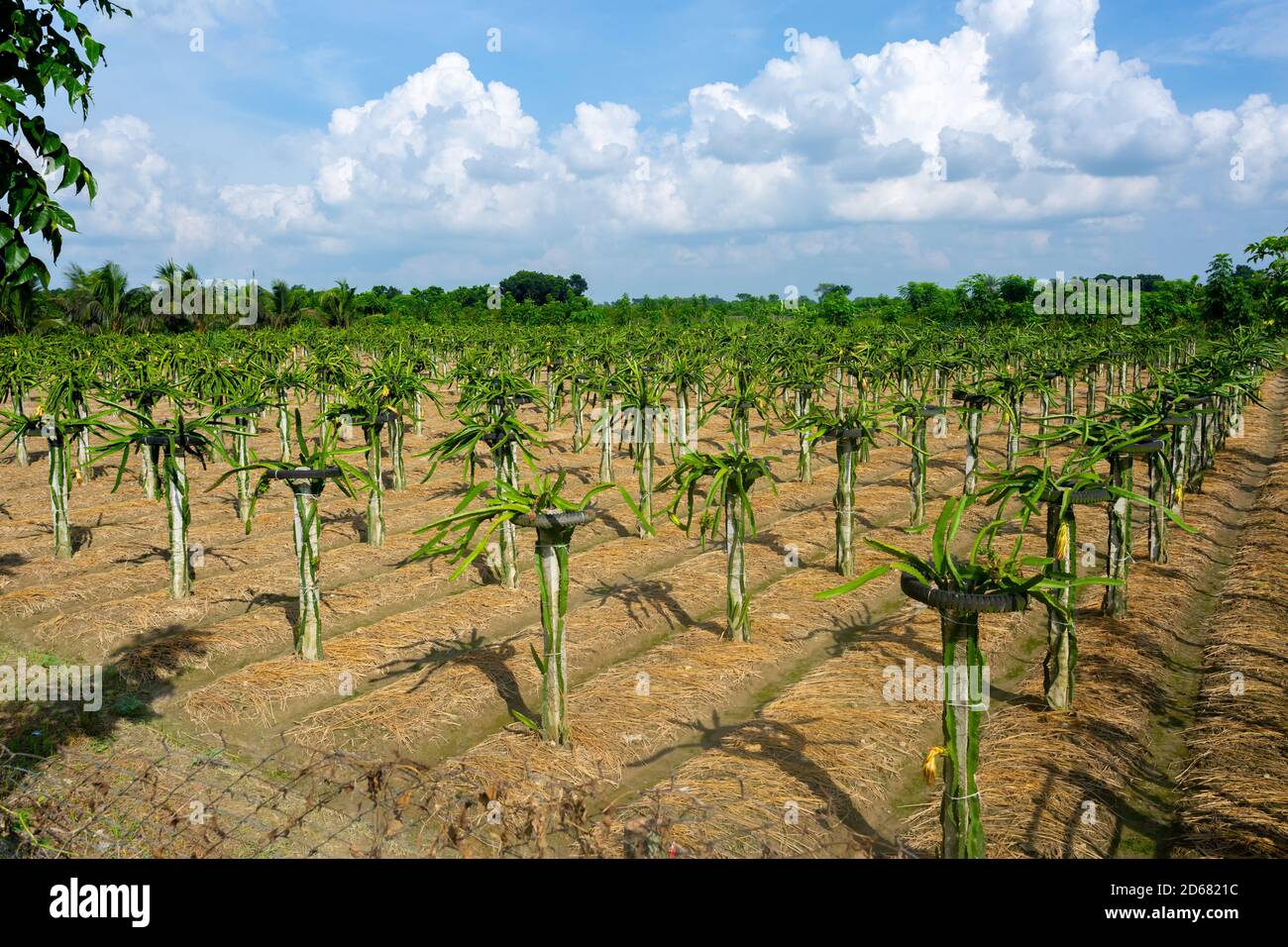 Beautiful alined dragon fruit land in on the blue sky background Stock ...