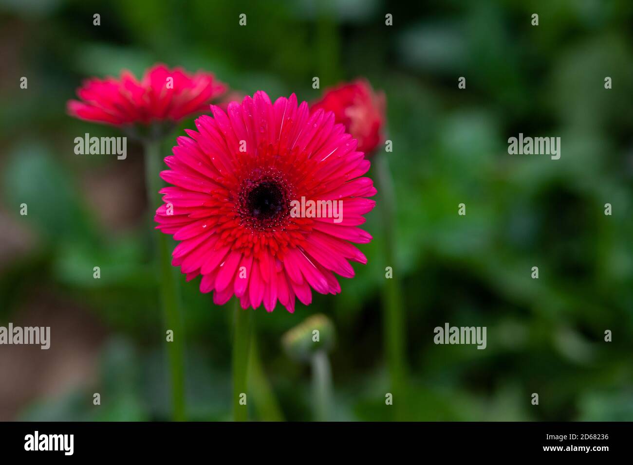 Magenta color gerbera flower on green nature background Stock Photo - Alamy