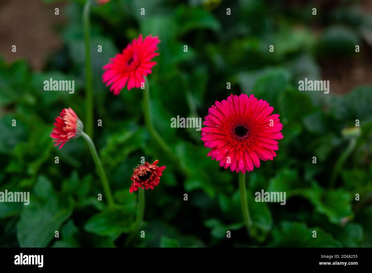 Magenta color gerbera flower on green nature background Stock Photo - Alamy