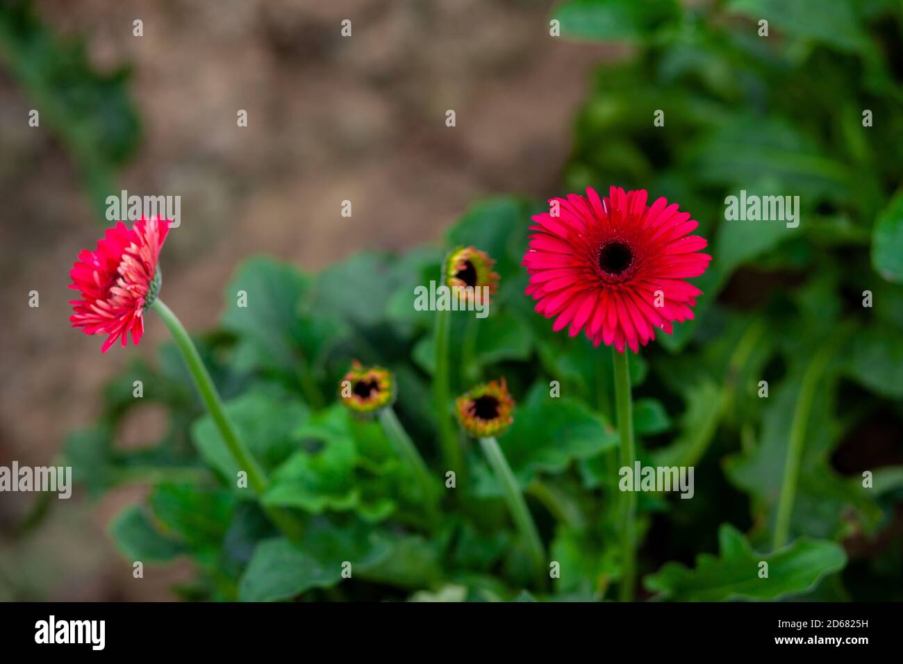 Magenta color gerbera flower on green nature background Stock Photo - Alamy