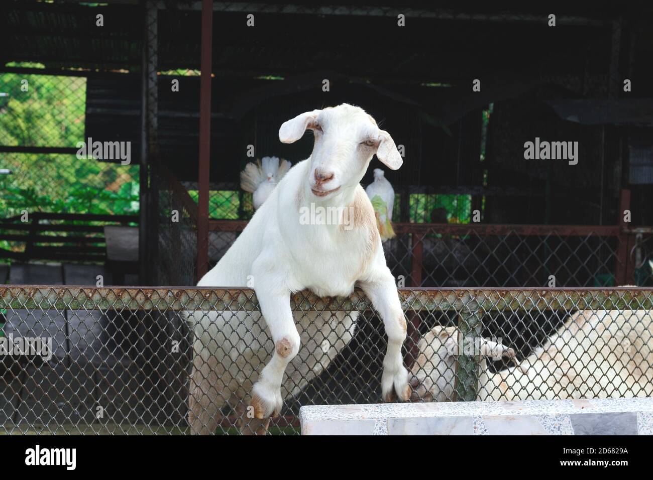 Herd of well-groomed cute goat on a farm Stock Photo - Alamy