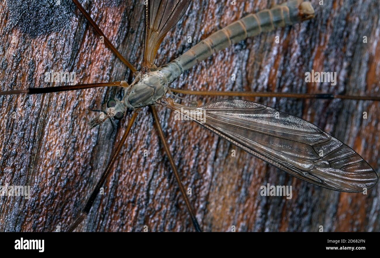 Crane fly is a common name referring to any member of the insect family ...