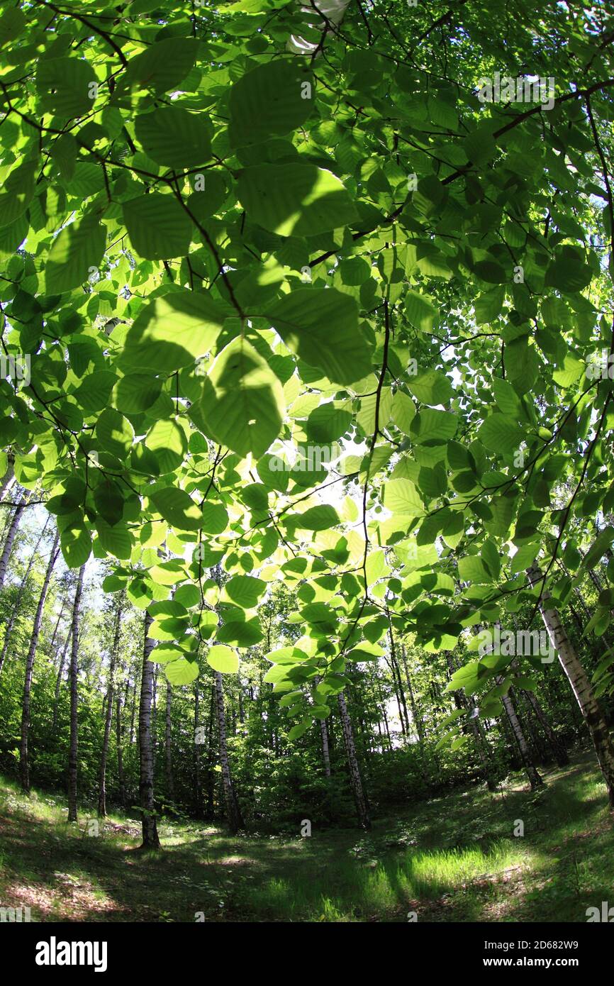 green spring in czech forest as nice natural background Stock Photo - Alamy