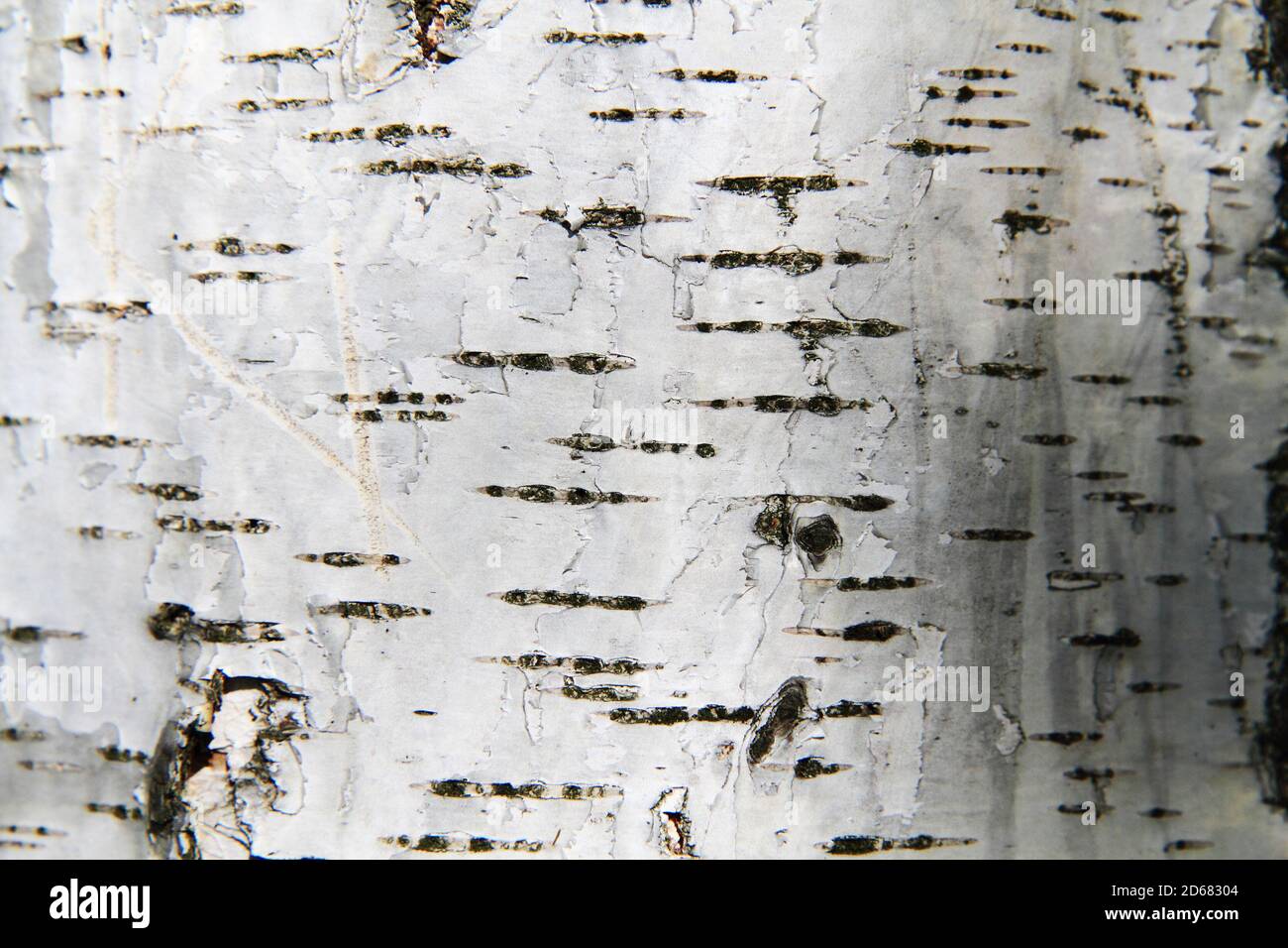 birch tree bark texture as nice natural background Stock Photo - Alamy