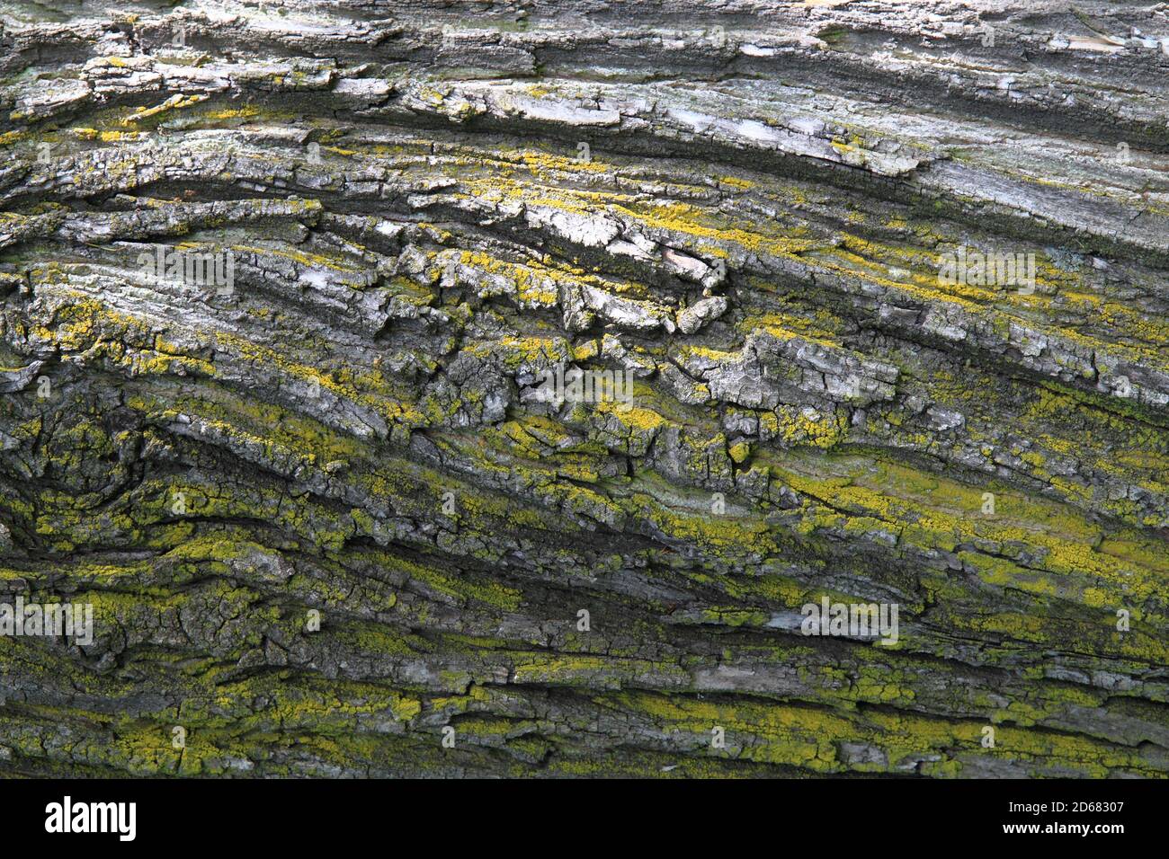 oak tree bark texture as nice natural background Stock Photo - Alamy