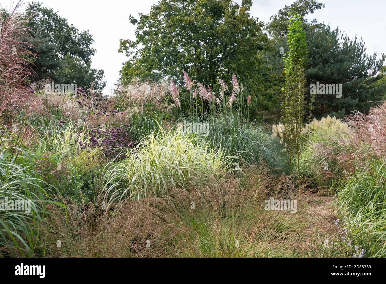 Pampas grass border hi-res stock photography and images - Alamy