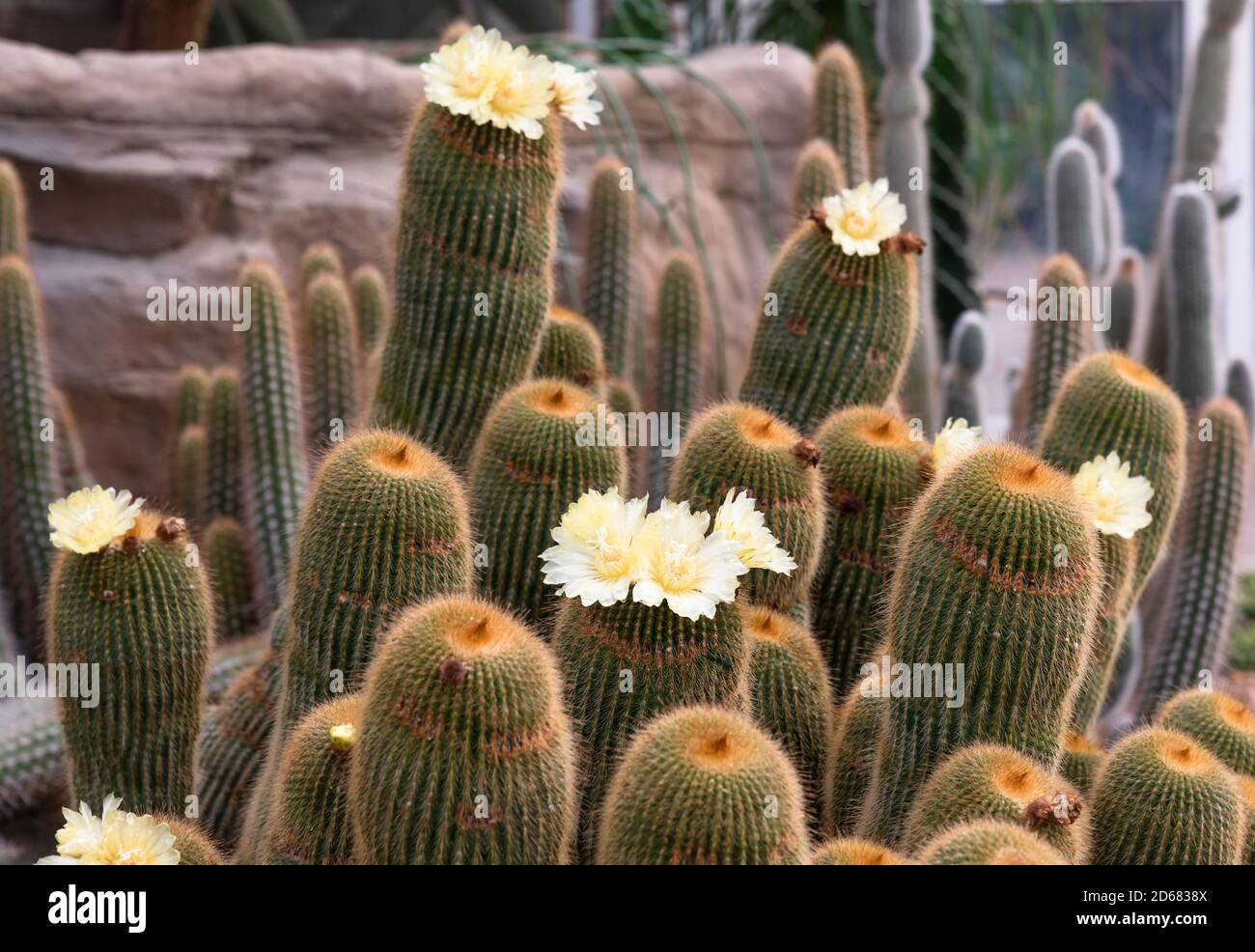 Cactus Parodia leninghausii Stock Photo - Alamy