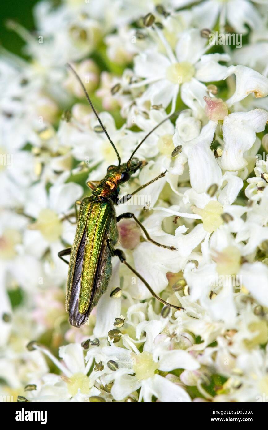 Oedemera nobilis, (also known as the false oil beetle, thick-legged ...