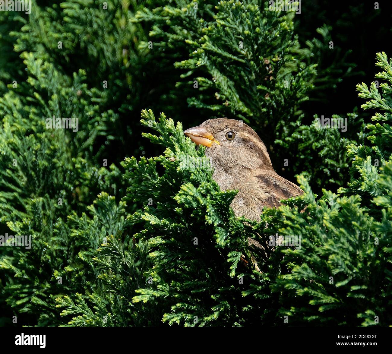 Sparrows breeding hi-res stock photography and images - Alamy