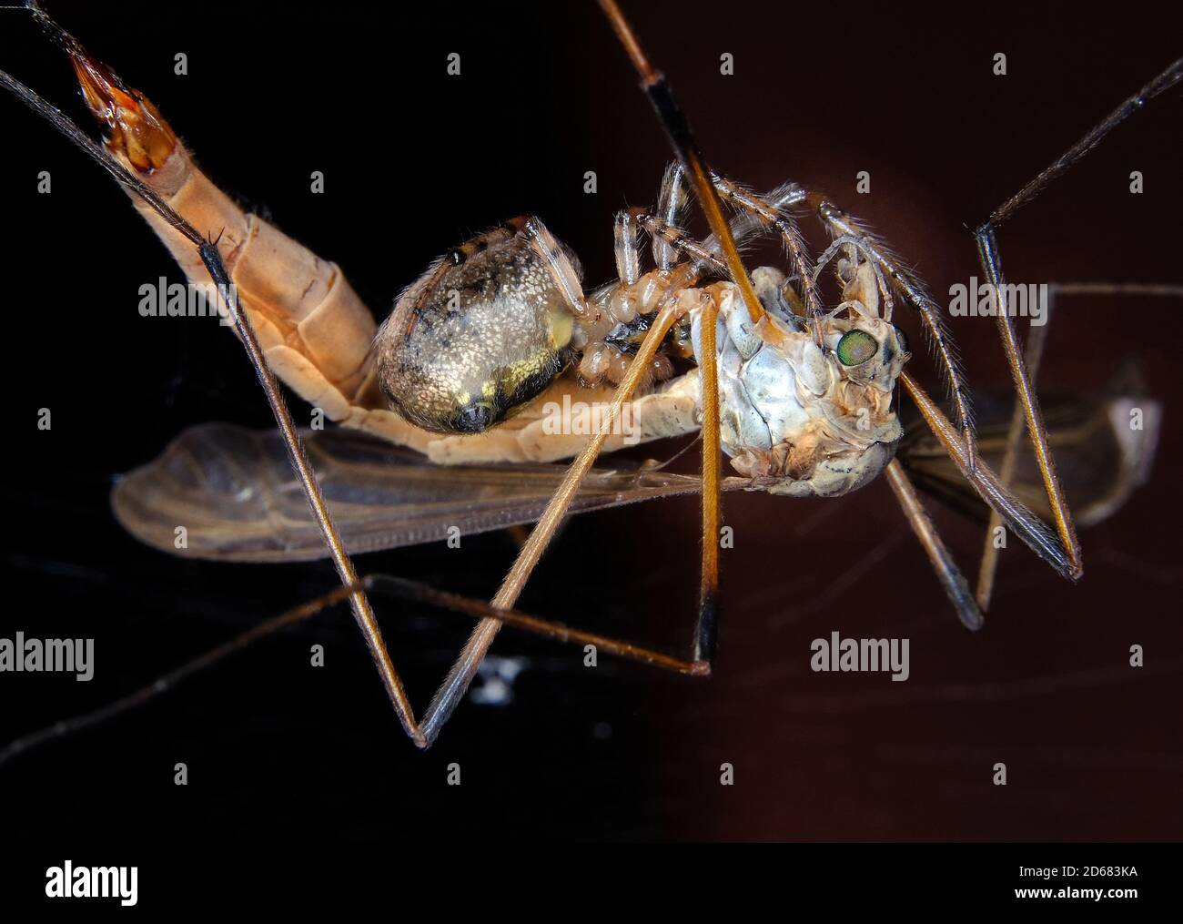 Crane fly caught in garden orb web spider web Stock Photo - Alamy