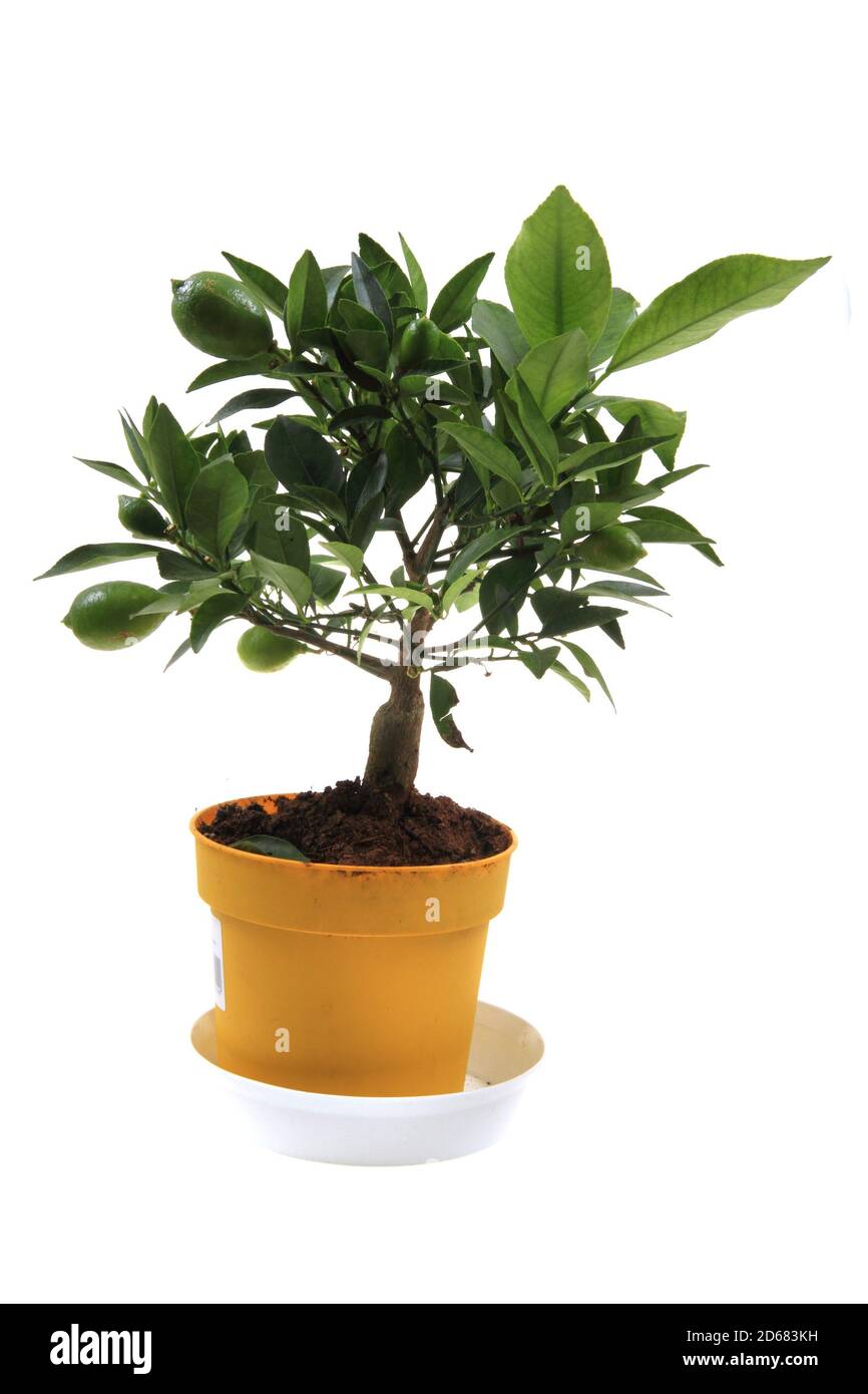 small lemon tree isolated on the white background Stock Photo - Alamy