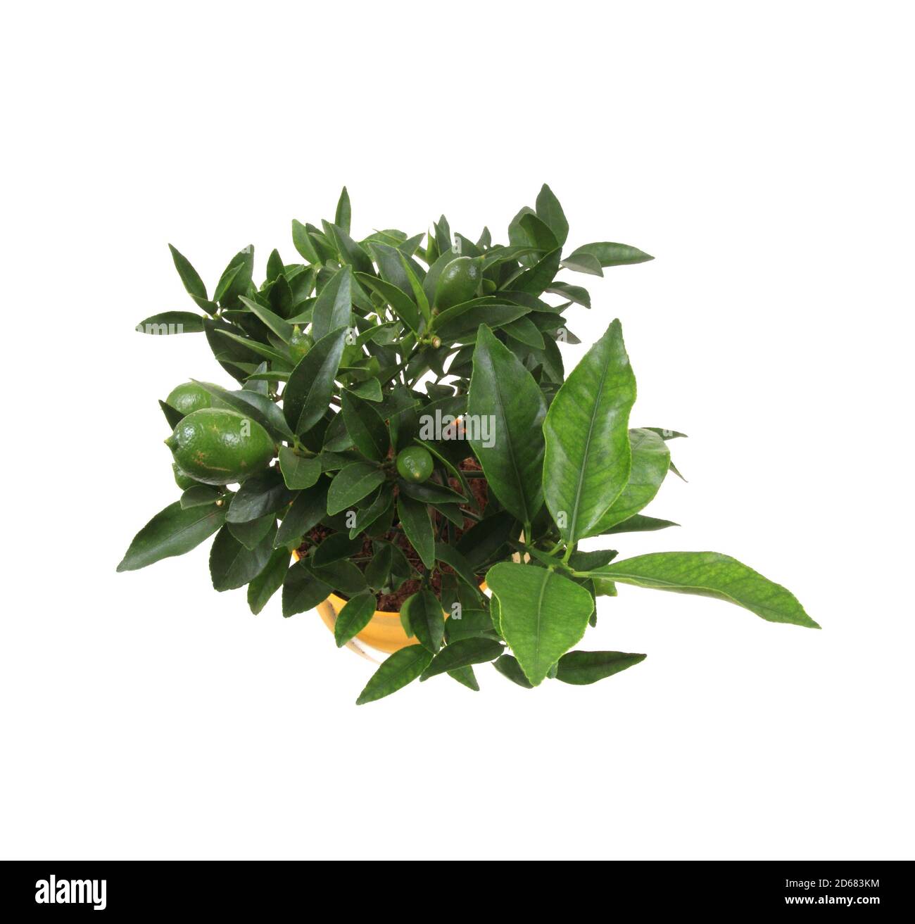 small lemon tree isolated on the white background Stock Photo - Alamy