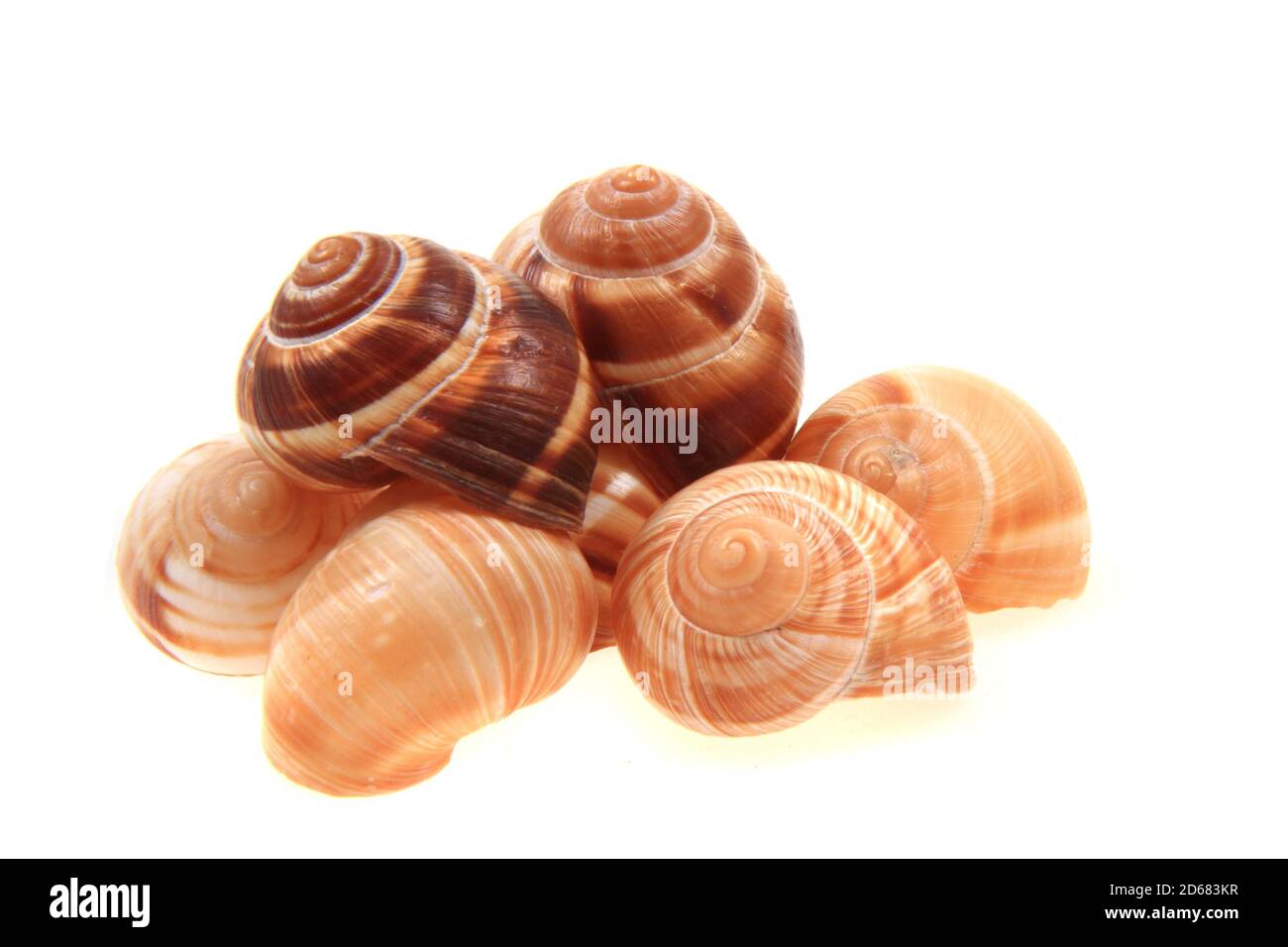 empty snail shells isolated on the white background Stock Photo - Alamy