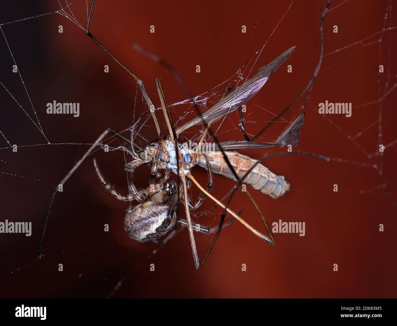 Crane fly caught in garden orb web spider web Stock Photo - Alamy