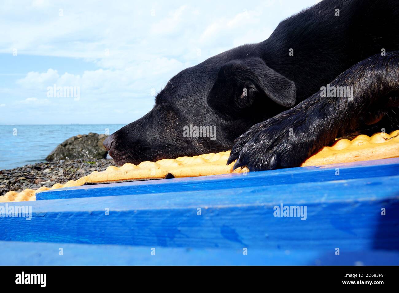 Black dog sleeping on a blue pallet against the backdrop of a seascape ...