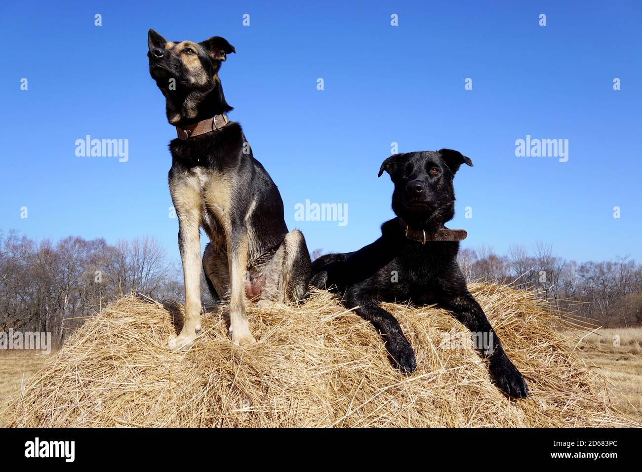 Two dogs are sitting on a haystack. Black dog smiles and second doggy ...