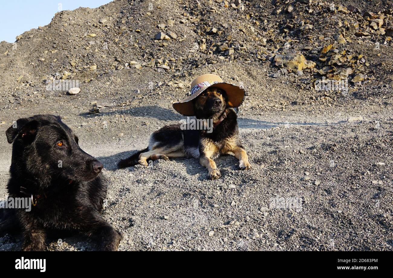 A large black dog in the foreground and a young shepherd dog wearing a ...
