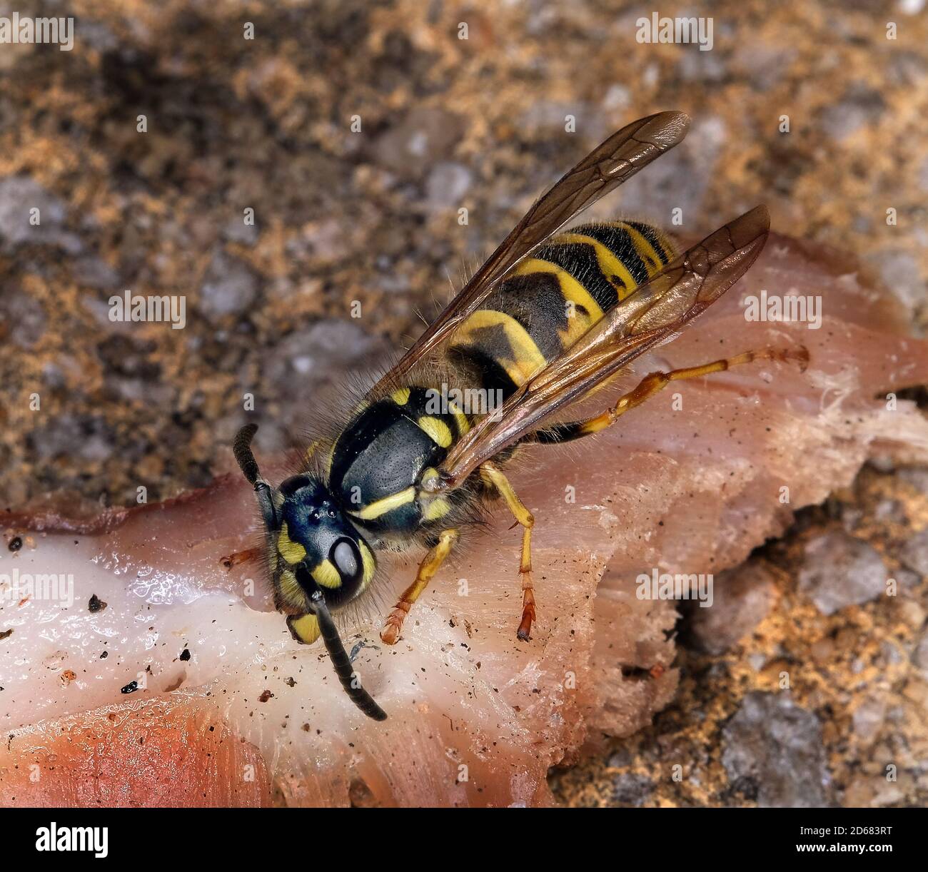 Cutting food waste hi-res stock photography and images - Alamy
